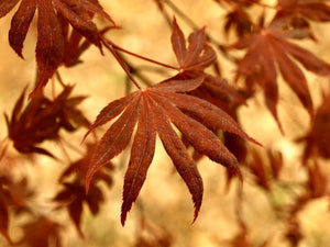 Buy Acer palmatum 'Dragon Tears' Japanese Maple — Mr Maple │ Buy ...