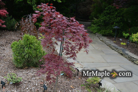 Buy Acer palmatum 'Dragon Tears' Japanese Maple — Mr Maple │ Buy ...