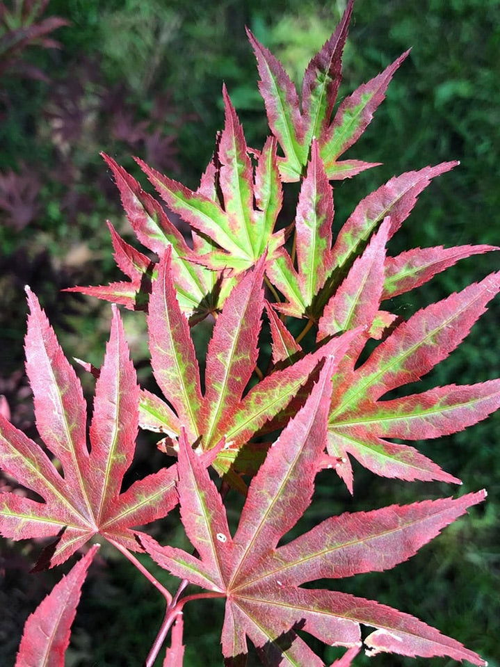 Buy Acer palmatum 'Dragon Tears' Japanese Maple — Mr Maple │ Buy ...