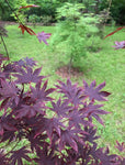 Buy Acer palmatum 'Dragon Tears' Japanese Maple — Mr Maple │ Buy ...