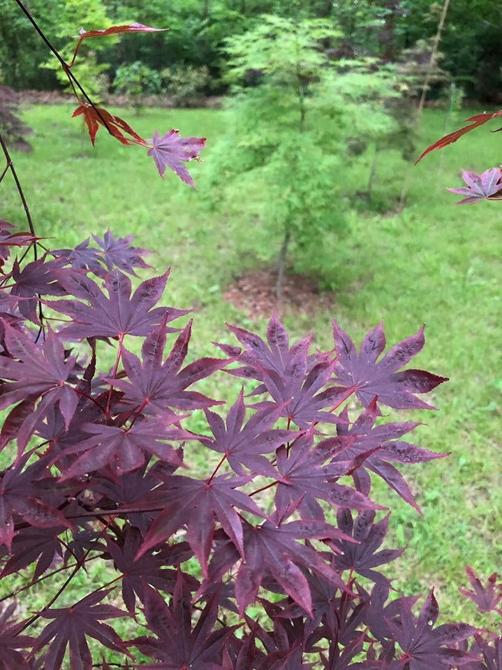 Buy Acer palmatum 'Dragon Tears' Japanese Maple — Mr Maple │ Buy ...