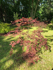 Buy Acer palmatum 'Dragon Tears' Japanese Maple — Mr Maple │ Buy ...
