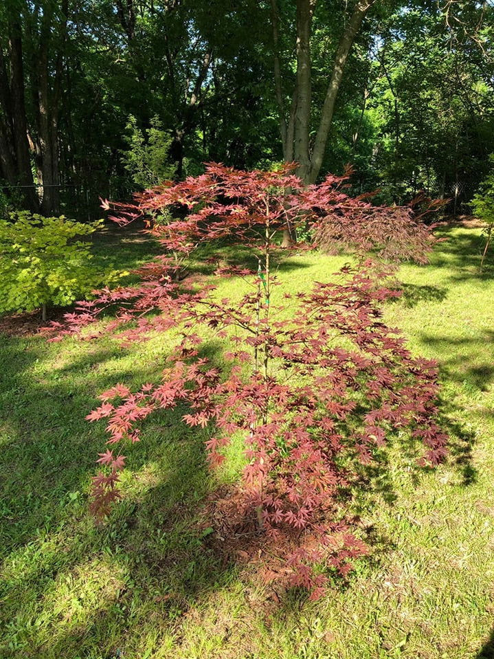 Buy Acer palmatum 'Dragon Tears' Japanese Maple — Mr Maple │ Buy ...