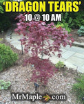 Buy Acer palmatum 'Dragon Tears' Japanese Maple — Mr Maple │ Buy ...