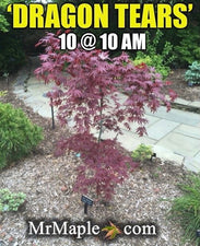 Buy Acer palmatum 'Dragon Tears' Japanese Maple — Mr Maple │ Buy ...