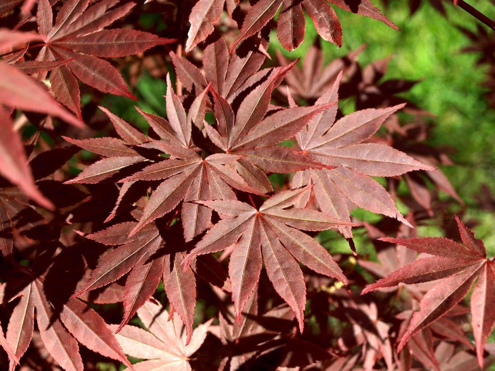Buy Acer palmatum 'Dragon Tears' Japanese Maple — Mr Maple │ Buy ...