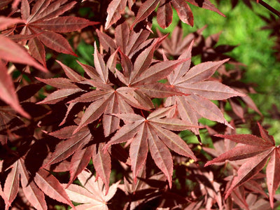 Buy Acer palmatum 'Dragon Tears' Japanese Maple — Mr Maple │ Buy ...
