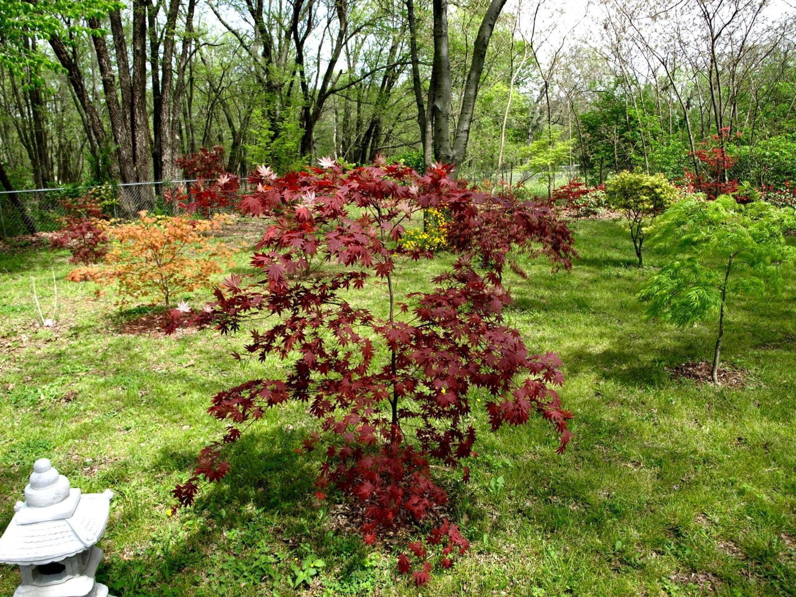 Buy Acer palmatum 'Dragon Tears' Japanese Maple — Mr Maple │ Buy ...