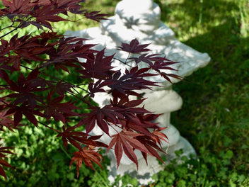 Buy Acer palmatum 'Dragon Tears' Japanese Maple — Mr Maple │ Buy ...