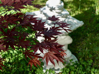 Buy Acer palmatum 'Dragon Tears' Japanese Maple — Mr Maple │ Buy ...