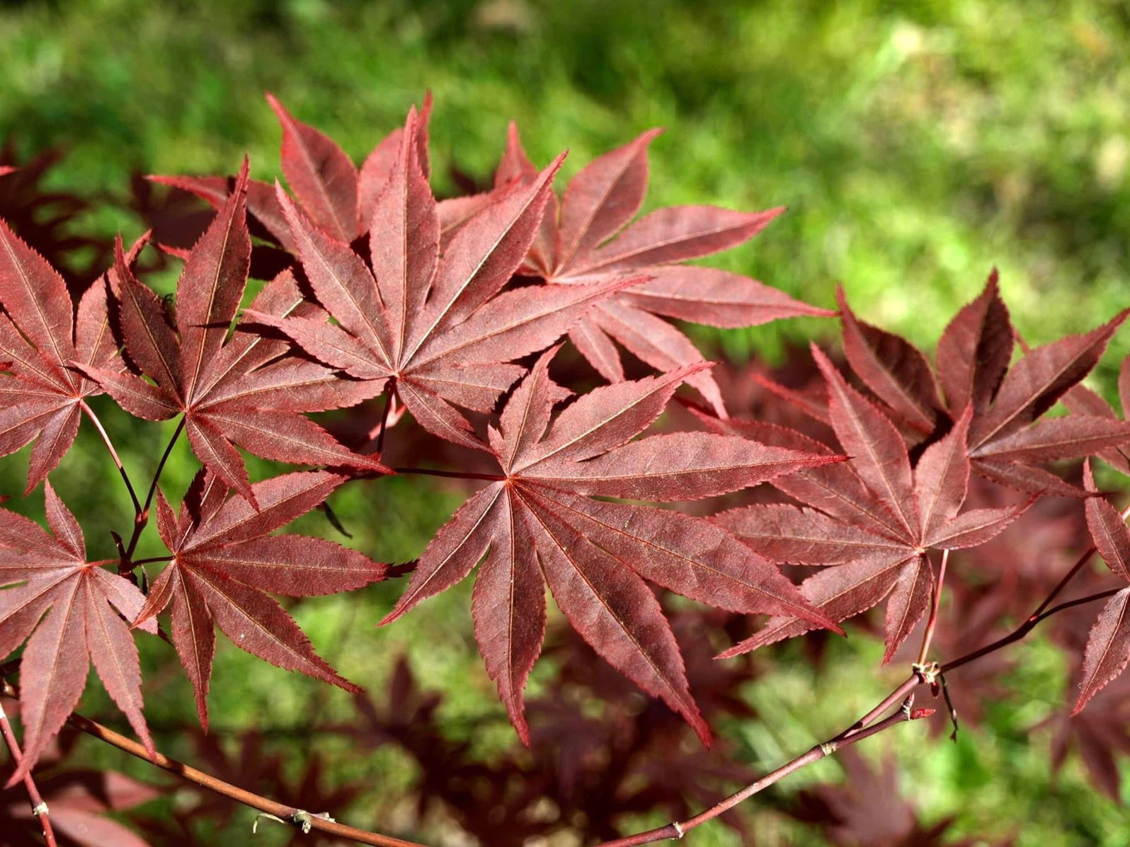 Buy Acer palmatum 'Dragon Tears' Japanese Maple — Mr Maple │ Buy ...