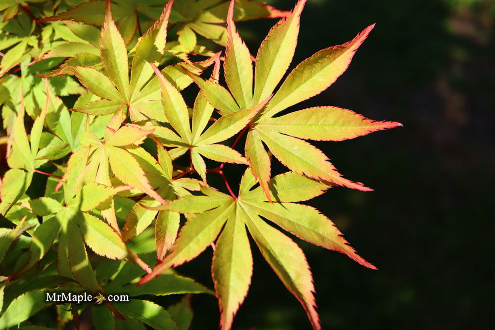 Buy Acer palmatum 'Ed Carmine' Japanese Maple — Mr Maple │ Buy Japanese ...