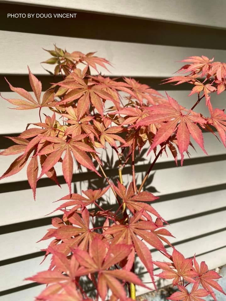 Buy Acer palmatum 'Edna Bergman' Japanese Maple — Mr Maple │ Buy ...