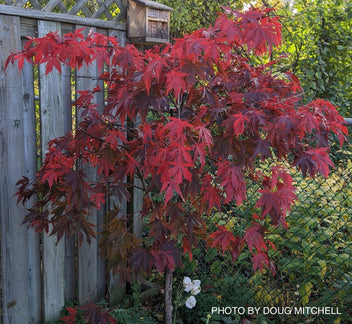 Buy Acer palmatum 'Edna Bergman' Japanese Maple — Mr Maple │ Buy ...