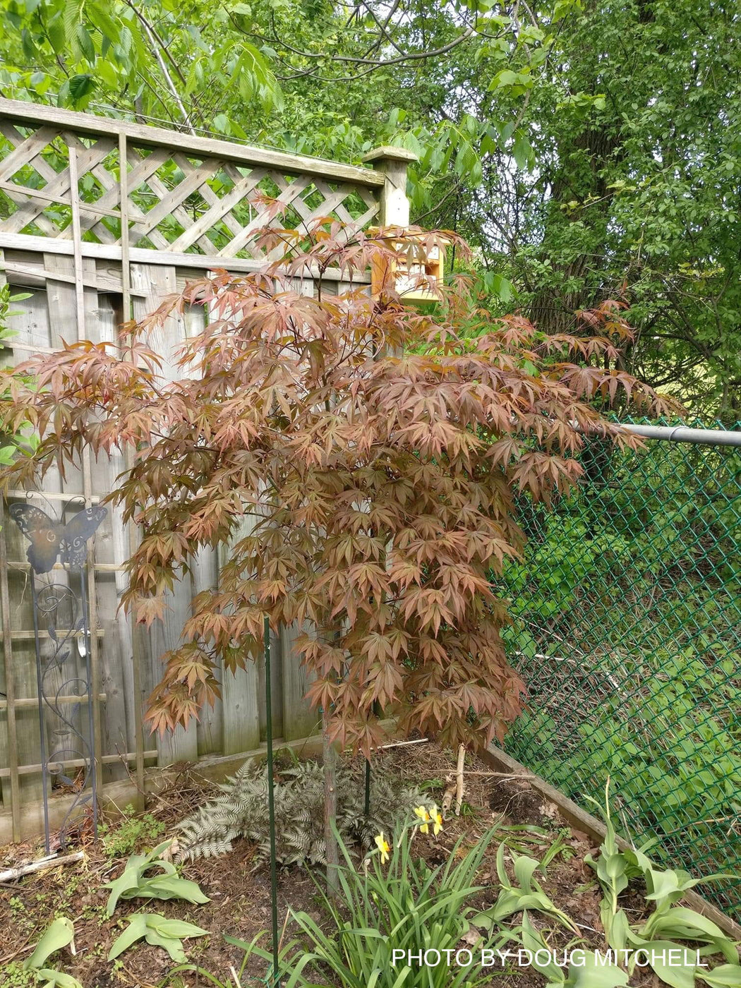 Buy Acer palmatum 'Edna Bergman' Japanese Maple — Mr Maple │ Buy ...