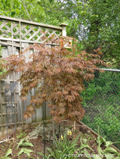 Buy Acer palmatum 'Edna Bergman' Japanese Maple — Mr Maple │ Buy ...