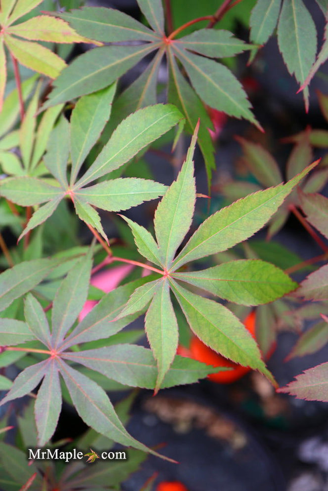 Buy Acer palmatum 'Edna Bergman' Japanese Maple — Mr Maple │ Buy ...