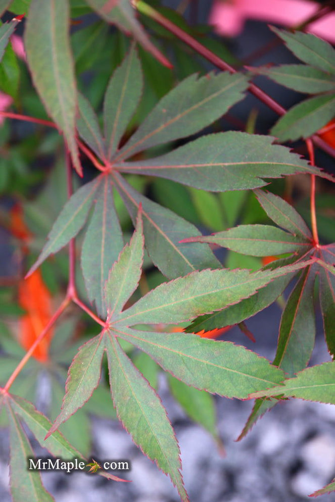 Buy Acer palmatum 'Edna Bergman' Japanese Maple — Mr Maple │ Buy ...