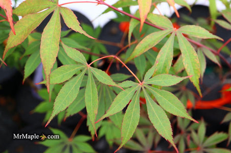 Buy Acer palmatum 'Edna Bergman' Japanese Maple — Mr Maple │ Buy ...