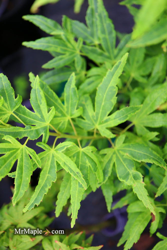 Buy Acer palmatum 'El Tigre' Dwarf Japanese Maple — Mr Maple │ Buy ...