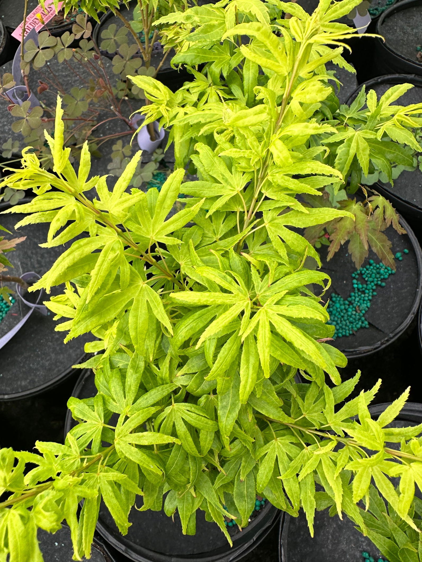 Buy Acer palmatum 'El Tigre' Dwarf Japanese Maple — Mr Maple │ Buy ...