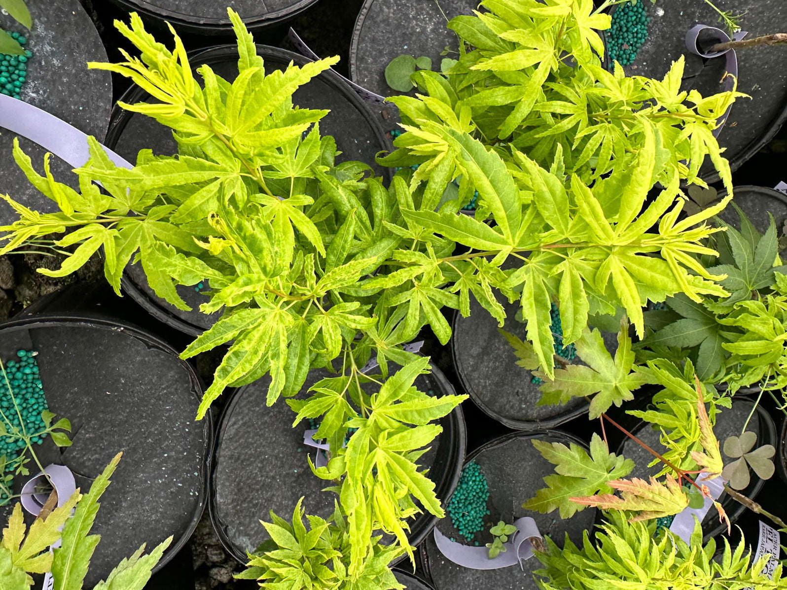 Buy Acer palmatum 'El Tigre' Dwarf Japanese Maple — Mr Maple │ Buy ...