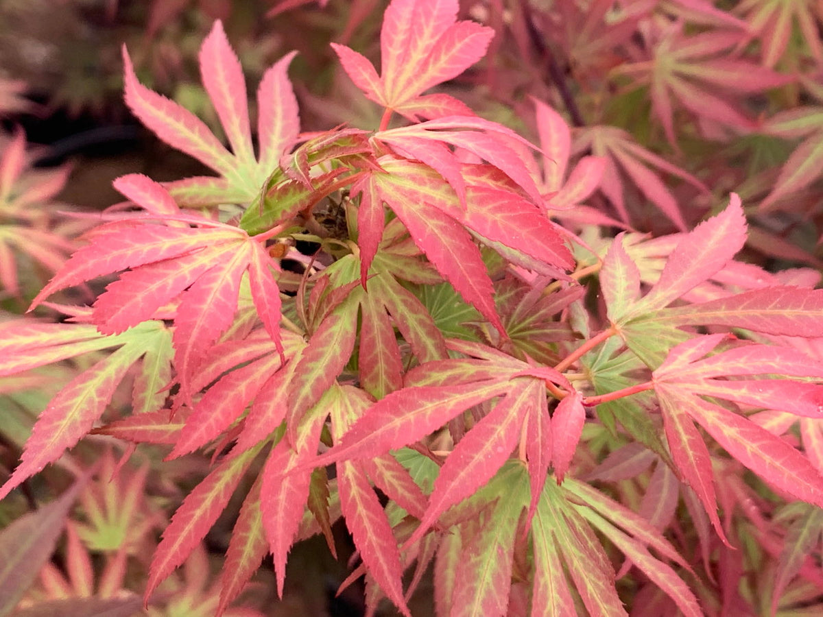 Buy Acer palmatum 'Elizabeth' Dwarf Red Japanese Maple Tree — Mr Maple ...