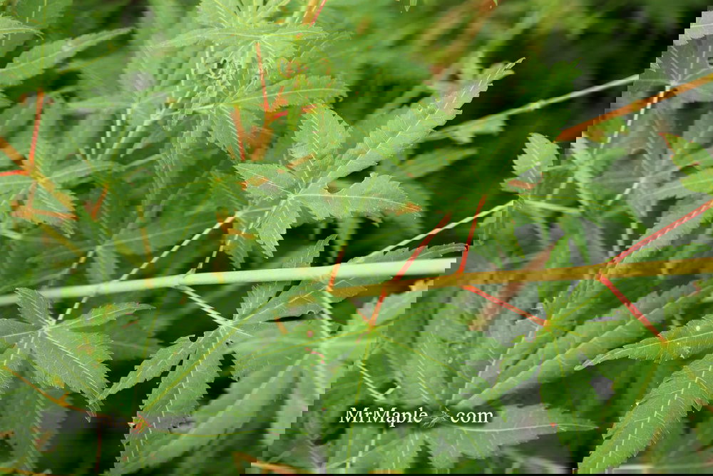 Buy Acer palmatum 'Elwood Orange' Rare Japanese Maple — Mr Maple │ Buy ...