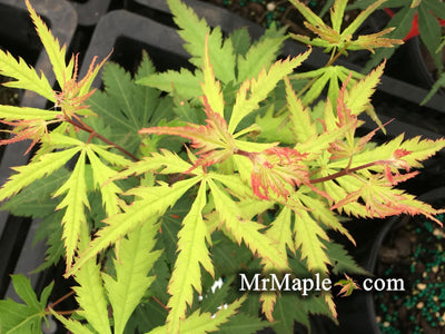 Buy Acer palmatum 'Emerald Isle' Japanese Maple — Mr Maple │ Buy ...