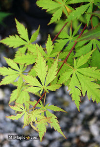 Buy Acer palmatum 'Emerald Isle' Japanese Maple — Mr Maple │ Buy ...