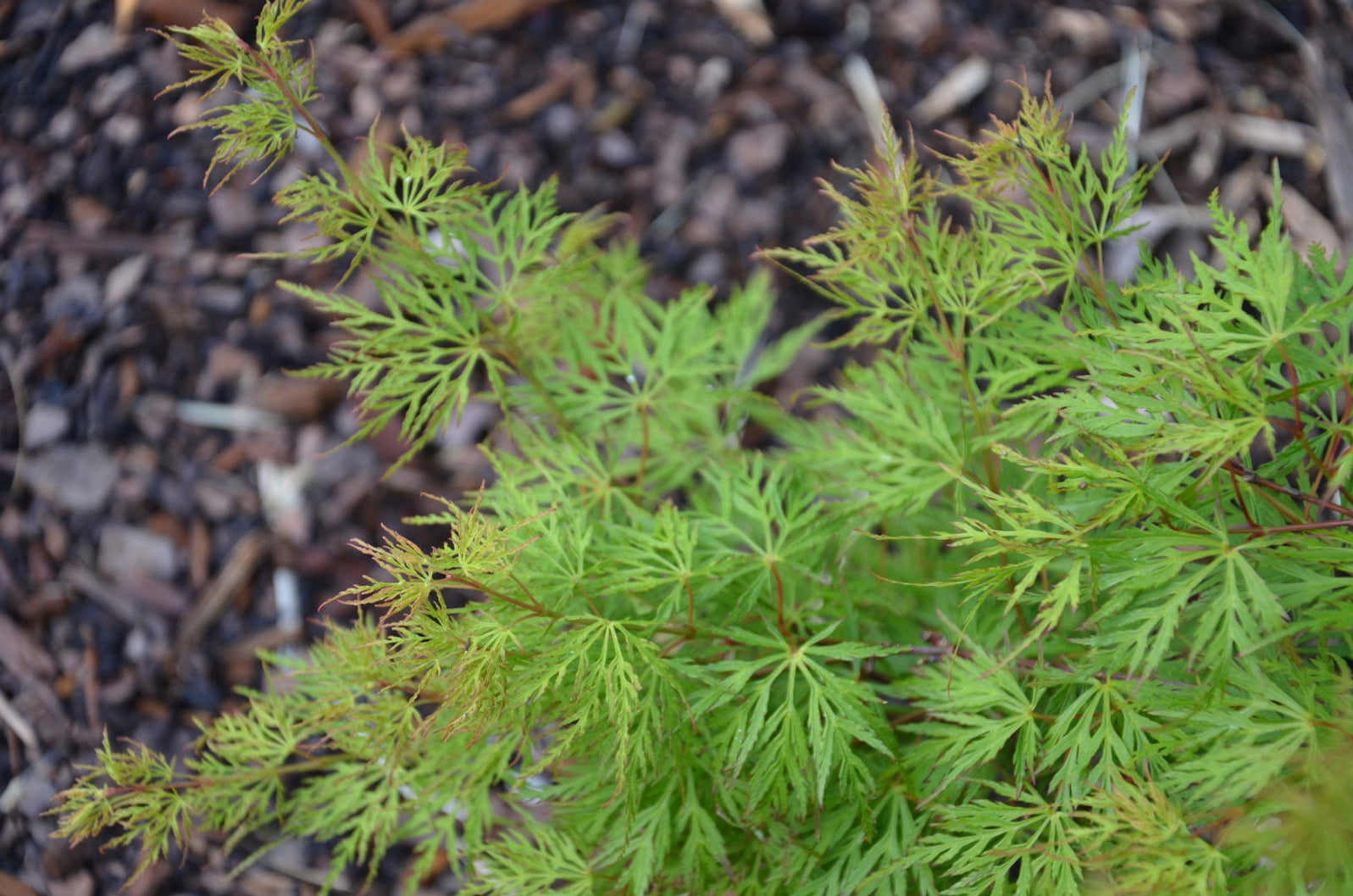Buy Acer palmatum dissectum 'Emerald Lace' Japanese Maple — Mr Maple ...