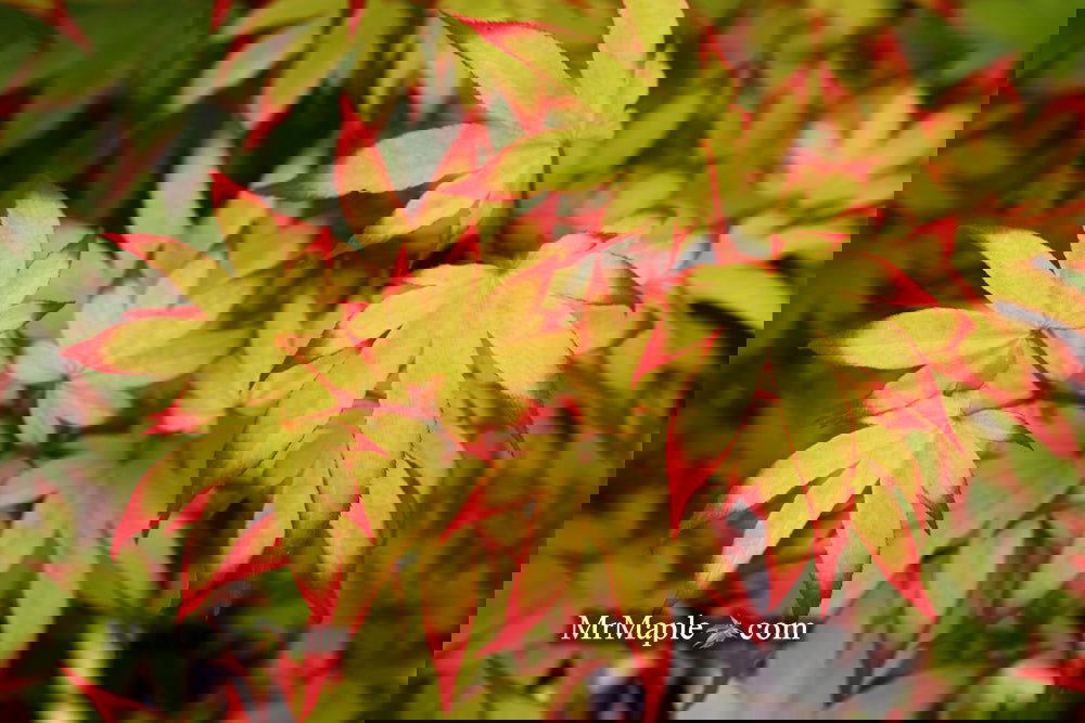 Buy Acer palmatum 'Emerald Sunset' Japanese Maple — Mr Maple │ Buy ...
