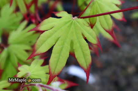 Buy Acer palmatum 'Emerald Sunset' Japanese Maple — Mr Maple │ Buy ...