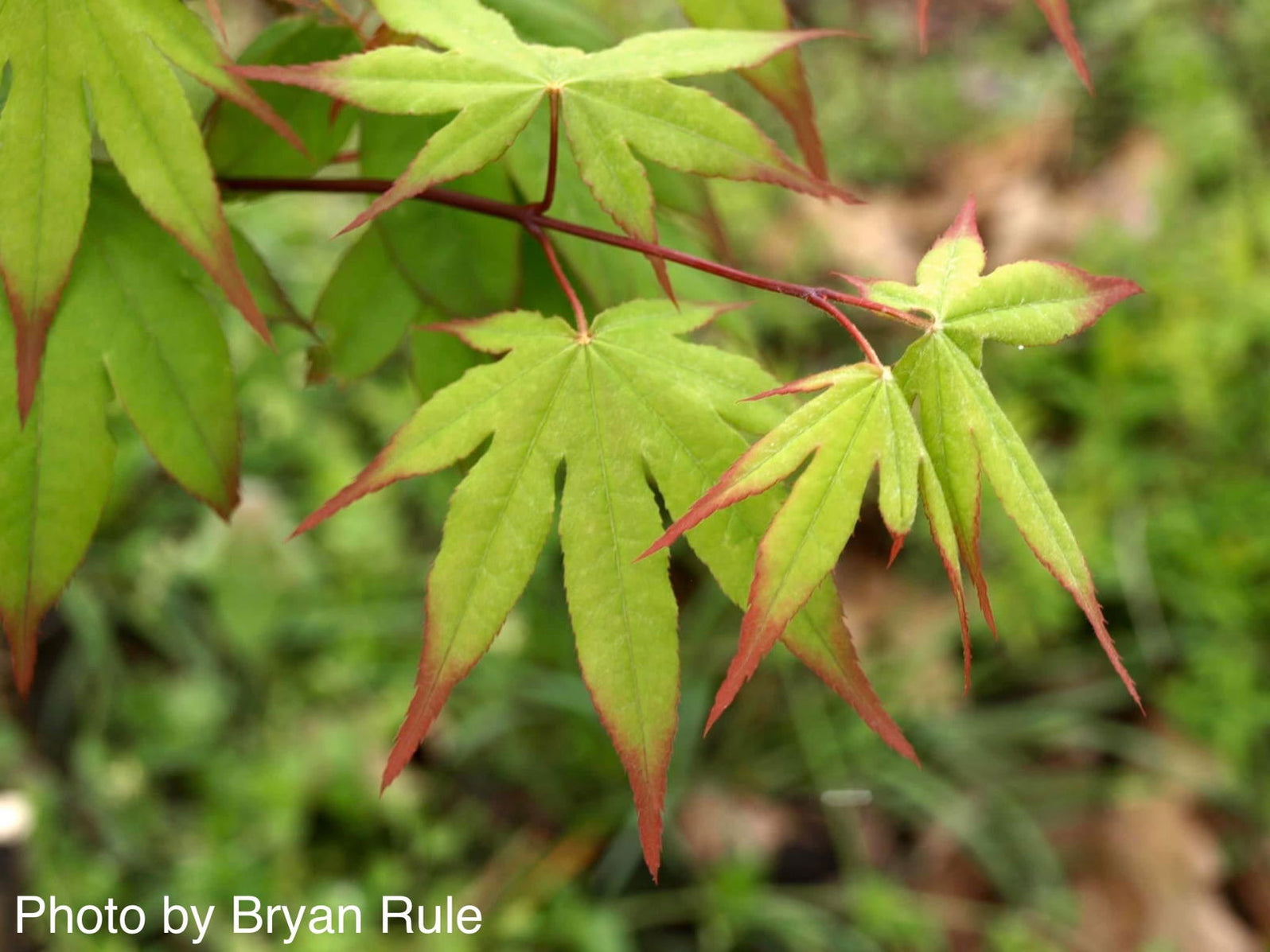 Buy Acer palmatum 'Emerald Sunset' Japanese Maple — Mr Maple │ Buy ...