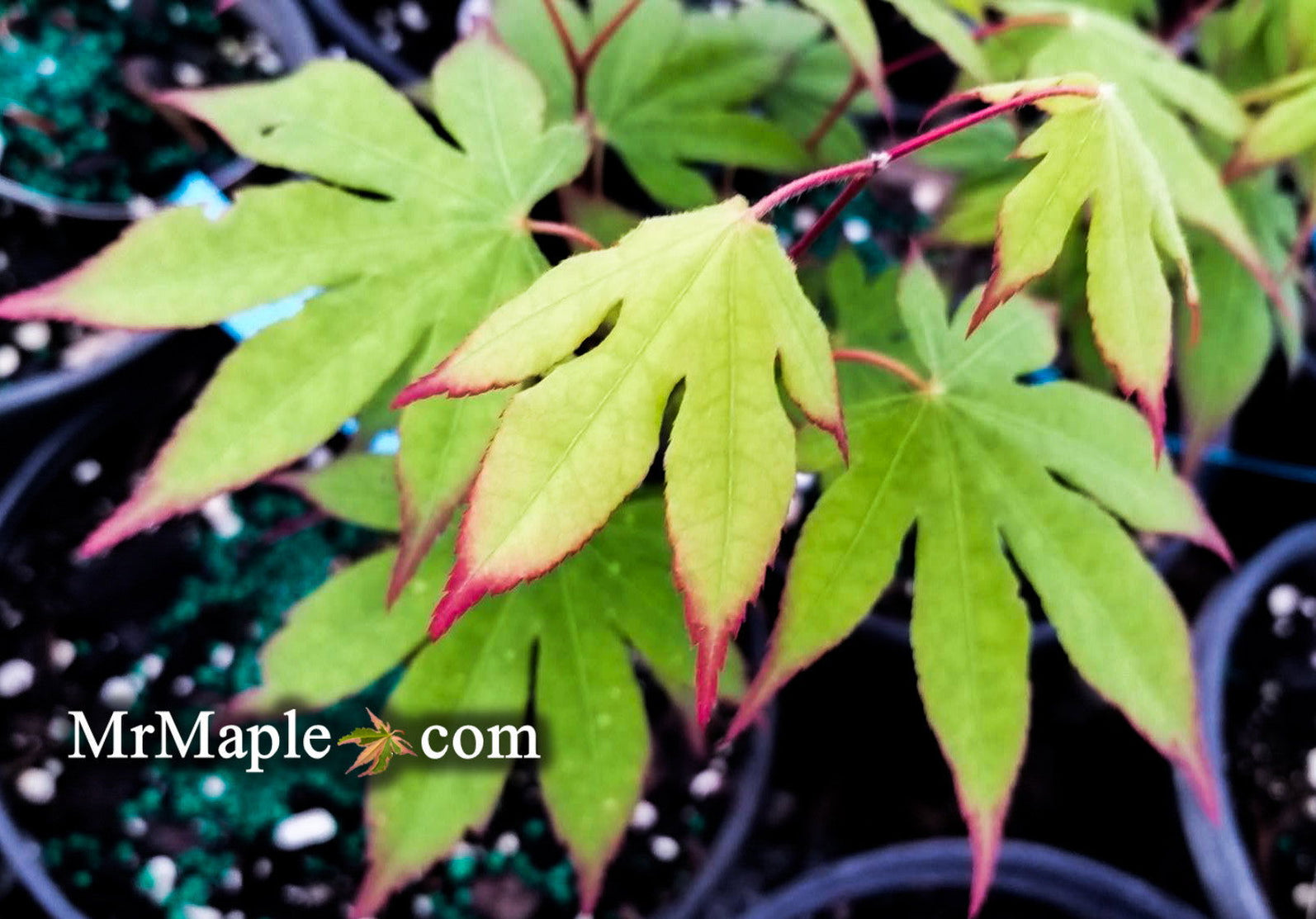 Buy Acer palmatum 'Emerald Sunset' Japanese Maple — Mr Maple │ Buy ...