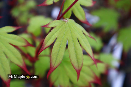 Buy Acer palmatum 'Emerald Sunset' Japanese Maple — Mr Maple │ Buy ...