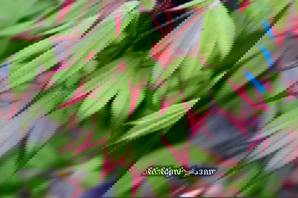 Buy Acer palmatum 'Emerald Sunset' Japanese Maple — Mr Maple │ Buy ...