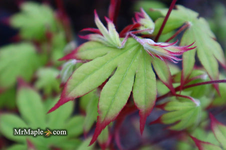 Buy Acer palmatum 'Emerald Sunset' Japanese Maple — Mr Maple │ Buy ...