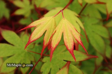 Buy Acer palmatum 'Emerald Sunset' Japanese Maple — Mr Maple │ Buy ...