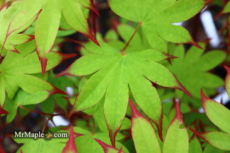 Buy Acer palmatum 'Emerald Sunset' Japanese Maple — Mr Maple │ Buy ...