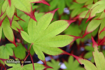 Buy Acer palmatum 'Emerald Sunset' Japanese Maple — Mr Maple │ Buy ...