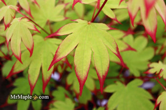 Buy Acer palmatum 'Emerald Sunset' Japanese Maple — Mr Maple │ Buy ...