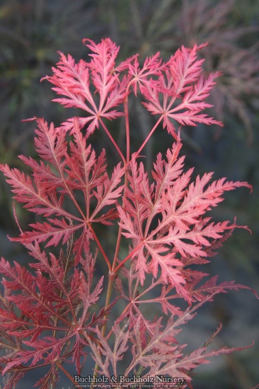 Buy Acer palmatum 'Emma' Weeping Japanese Maple — Mr Maple │ Buy ...