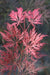 Buy Acer palmatum 'Emma' Weeping Japanese Maple — Mr Maple │ Buy ...