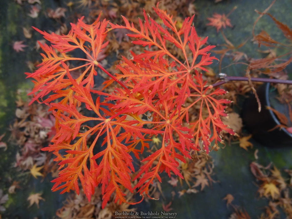 Buy Acer palmatum 'Emma' Weeping Japanese Maple — Mr Maple │ Buy ...