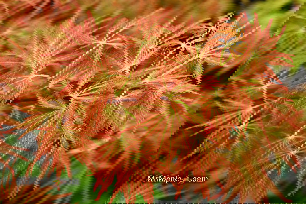 Buy Acer palmatum 'Emma' Weeping Japanese Maple — Mr Maple │ Buy ...