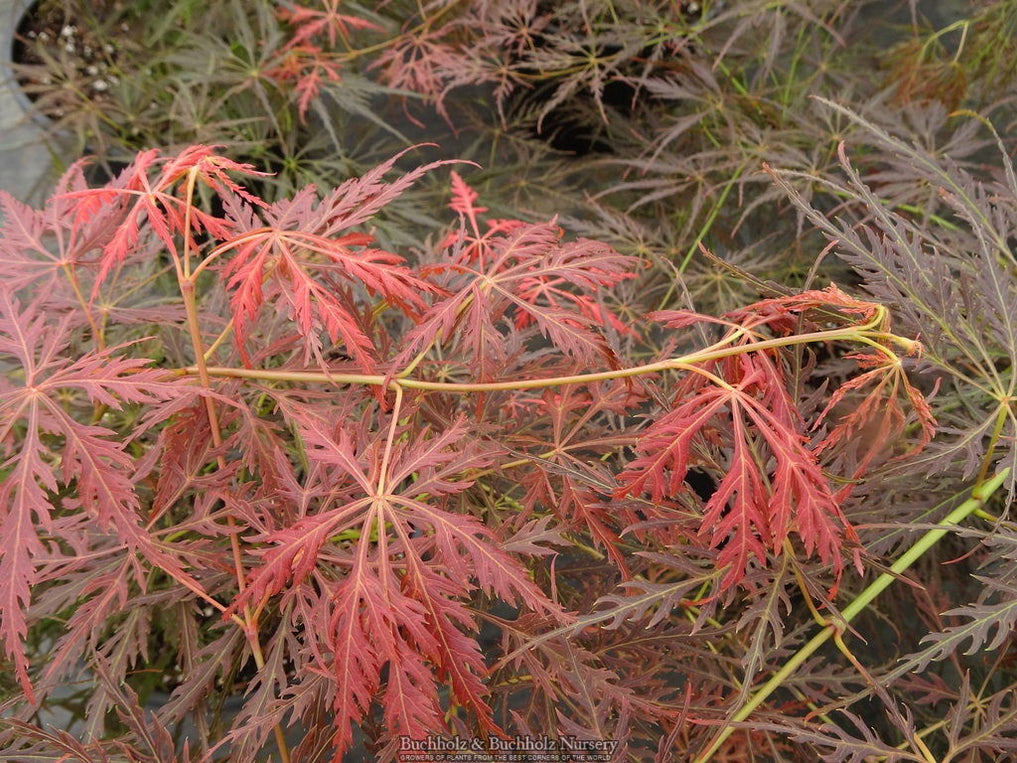 Buy Acer palmatum 'Emma' Weeping Japanese Maple — Mr Maple │ Buy ...