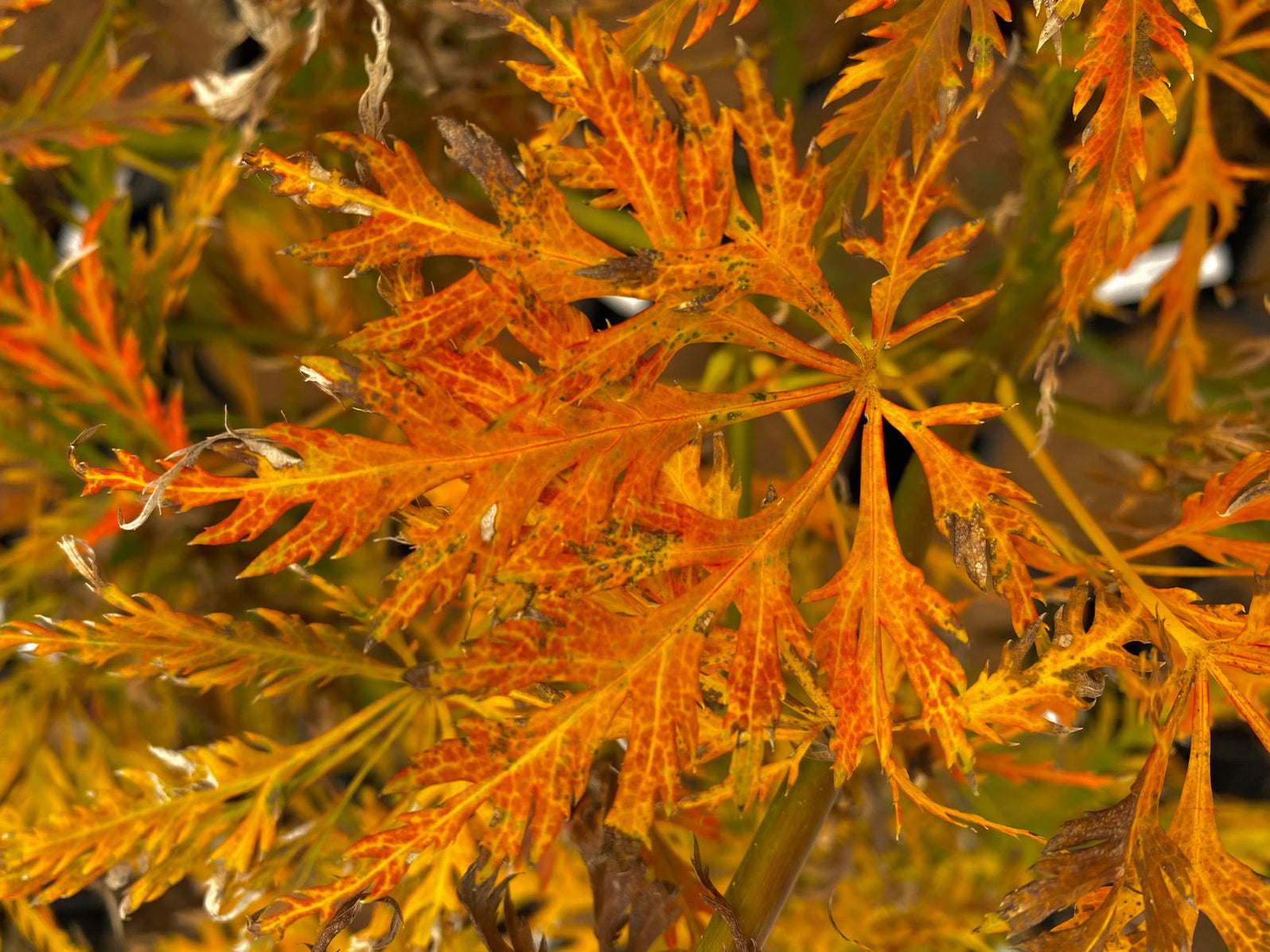 Buy Acer palmatum 'Emma' Weeping Japanese Maple — Mr Maple │ Buy ...