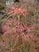 Buy Acer palmatum 'Emma' Weeping Japanese Maple — Mr Maple │ Buy ...