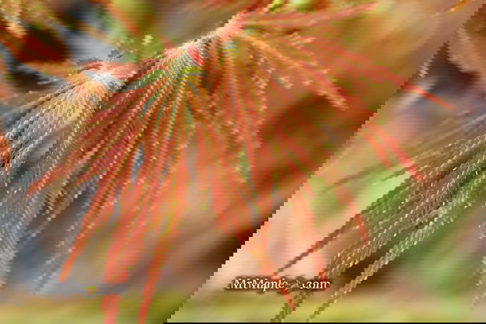 Buy Acer palmatum 'Emma' Weeping Japanese Maple — Mr Maple │ Buy ...